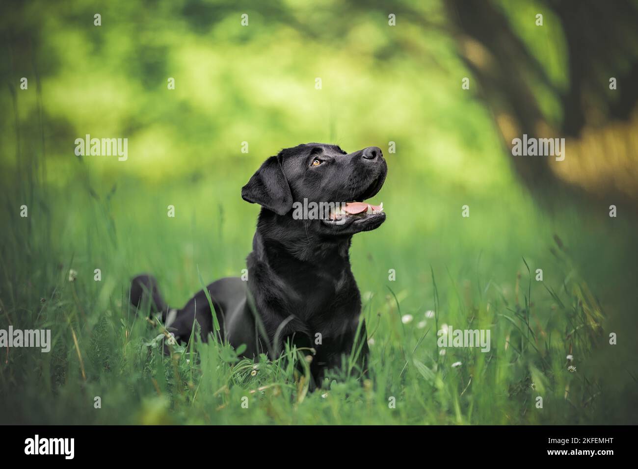 Black labrador gundog looking up hi-res stock photography and images ...