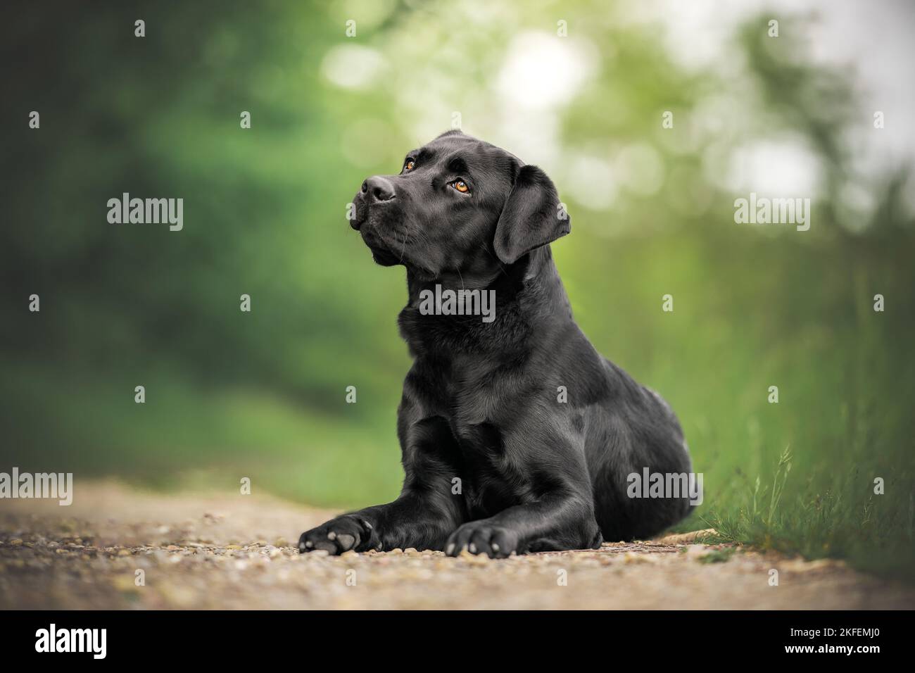black Labrador Retriever Stock Photo - Alamy