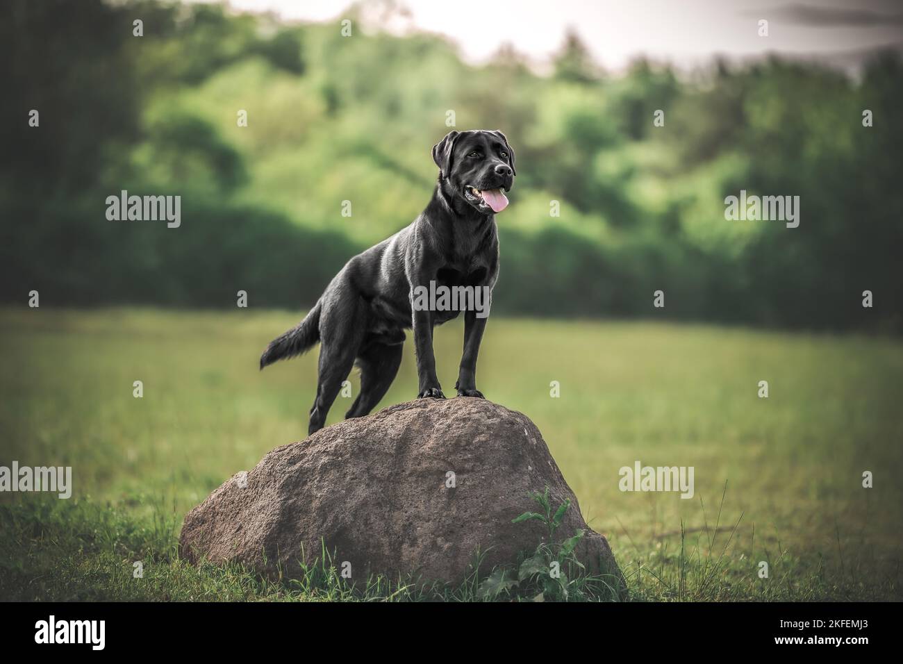 black Labrador Retriever Stock Photo - Alamy