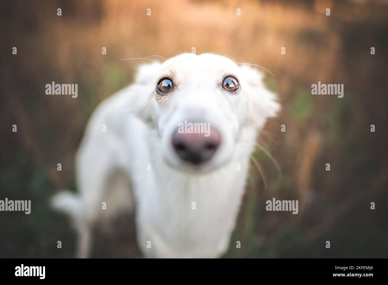 white Silken Windsprite Stock Photo - Alamy