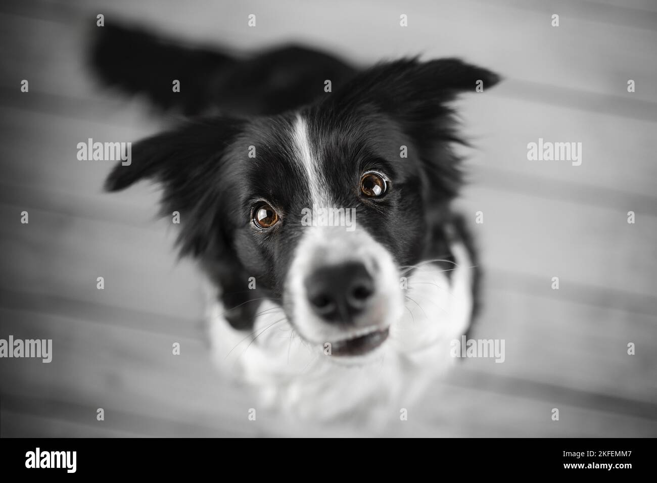 sitting Border Collie Stock Photo - Alamy