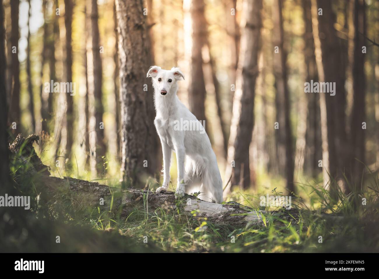white Silken Windsprite Stock Photo - Alamy