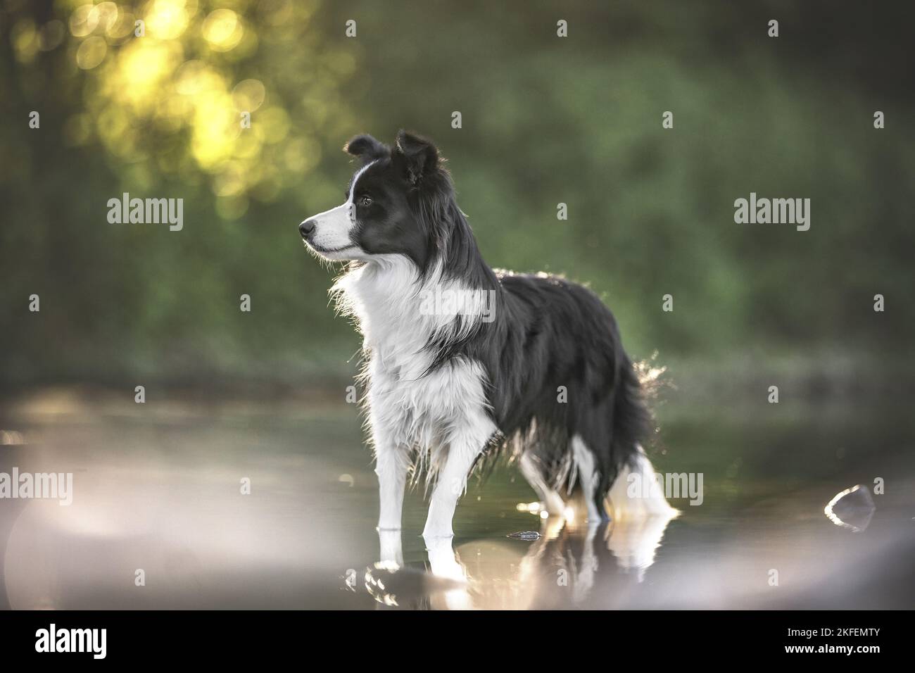 Dog wet border collie in river hi-res stock photography and images - Alamy