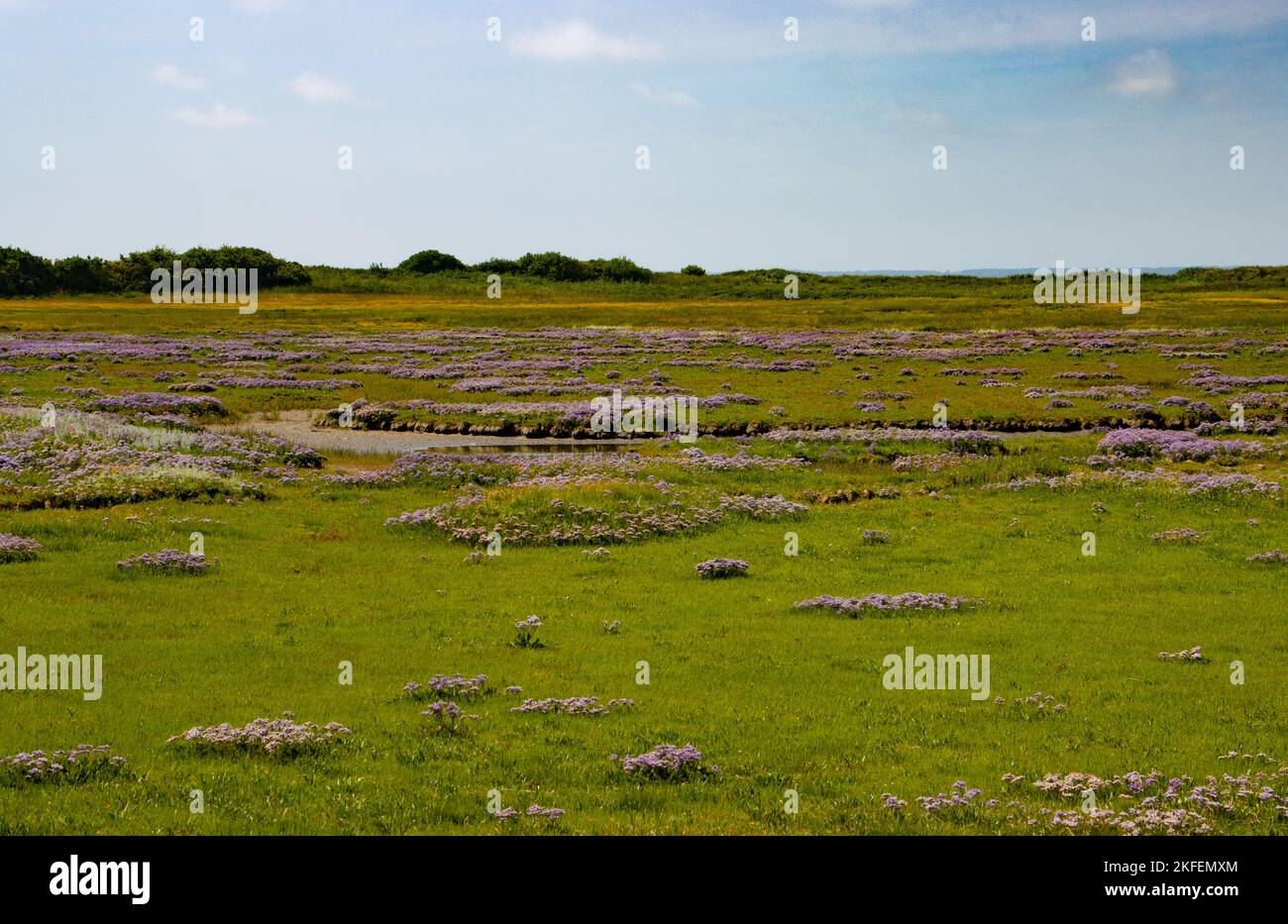 Violet scenery hi-res stock photography and images - Alamy