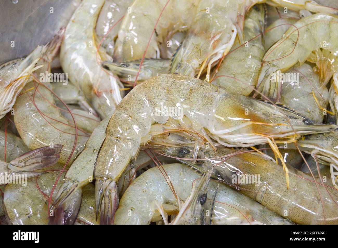 fresh shrimp, seafood It is an economic animal that is widely popular ...