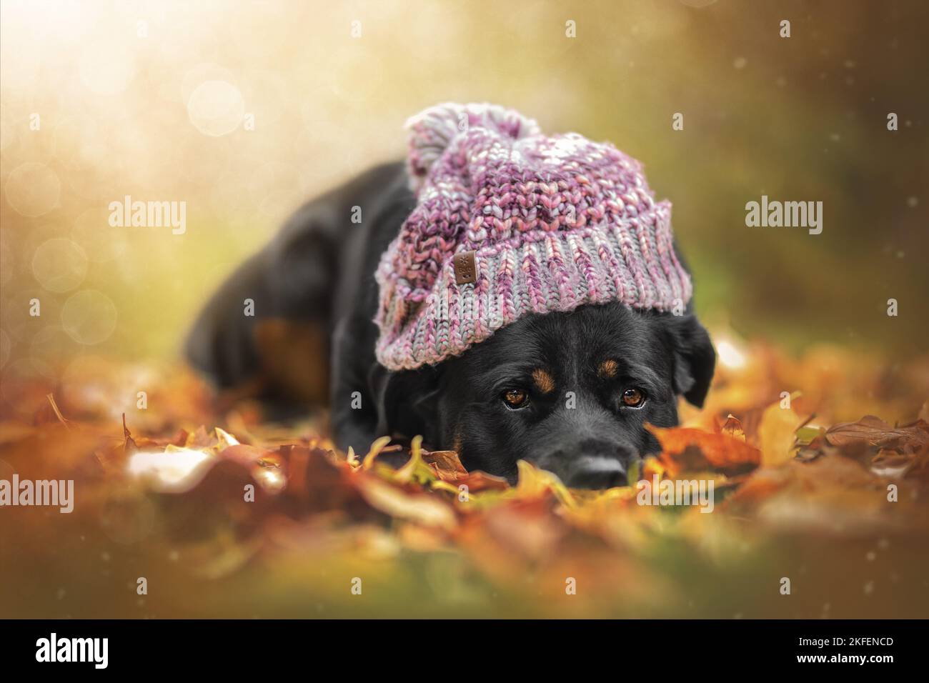 Rottweiler between autumn leaves Stock Photo - Alamy