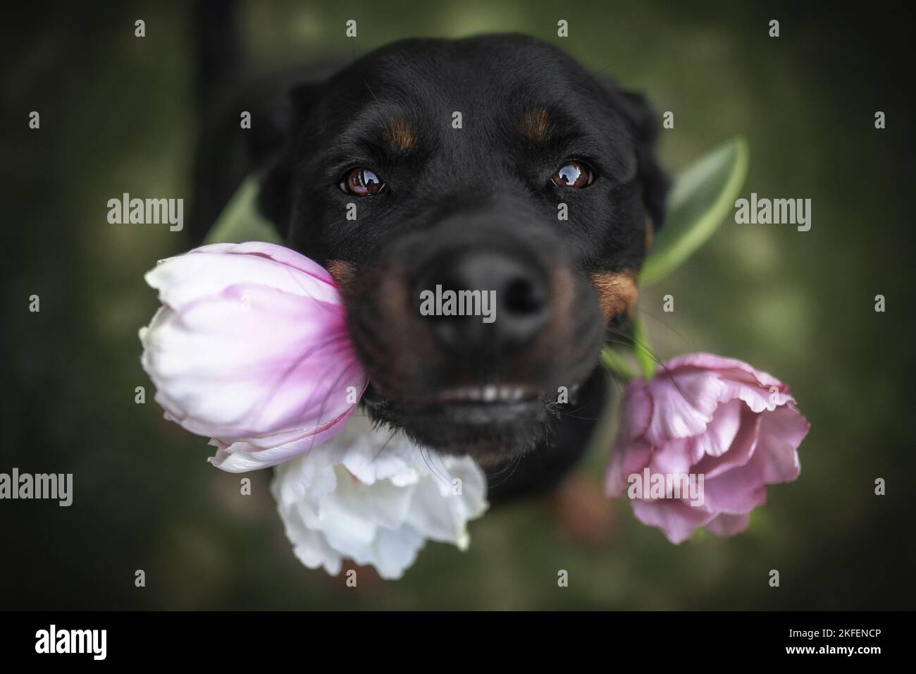 Rottweiler with flowers in mouth Stock Photo - Alamy