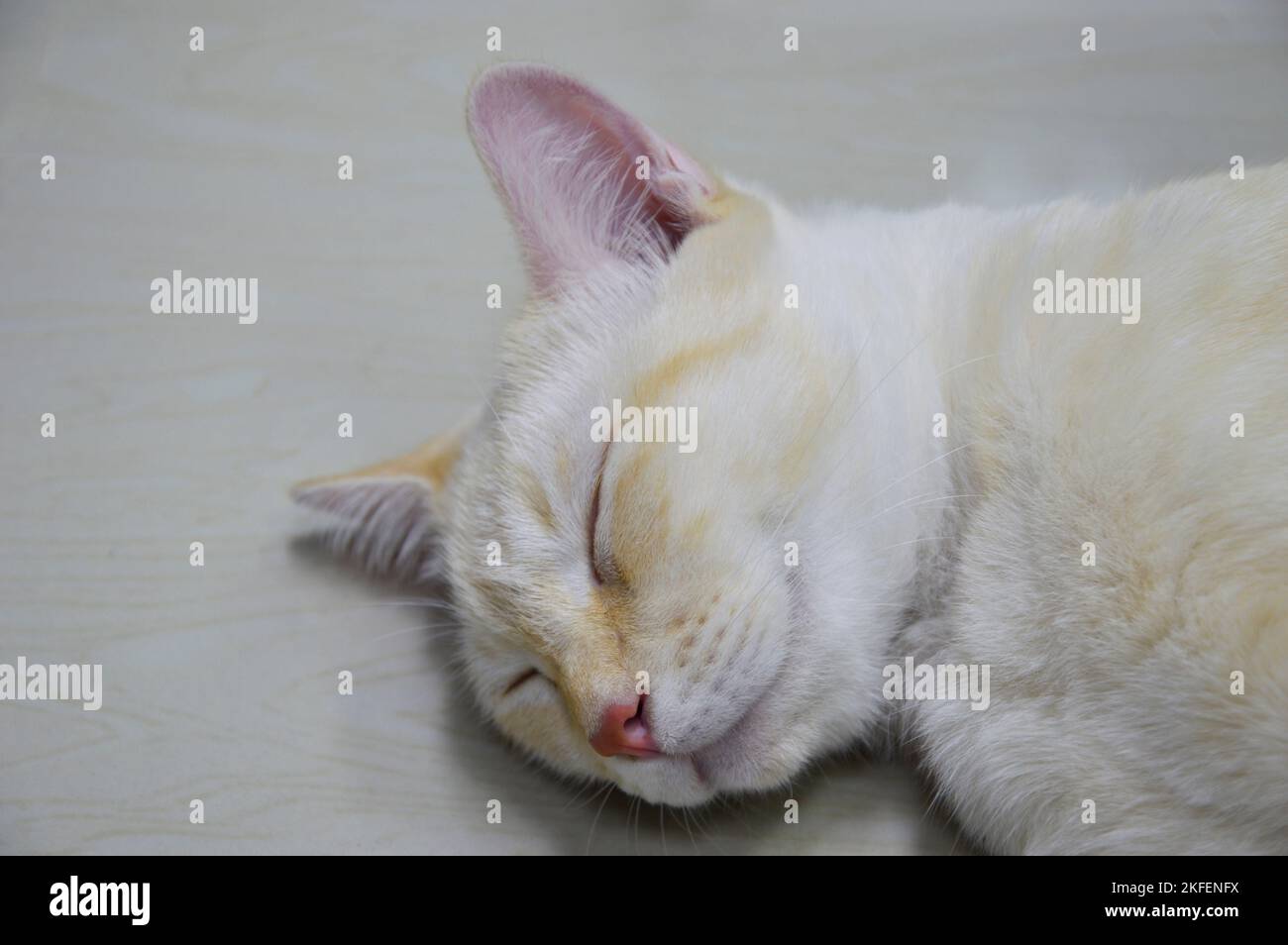 Sleeping cats face close hi-res stock photography and images - Alamy