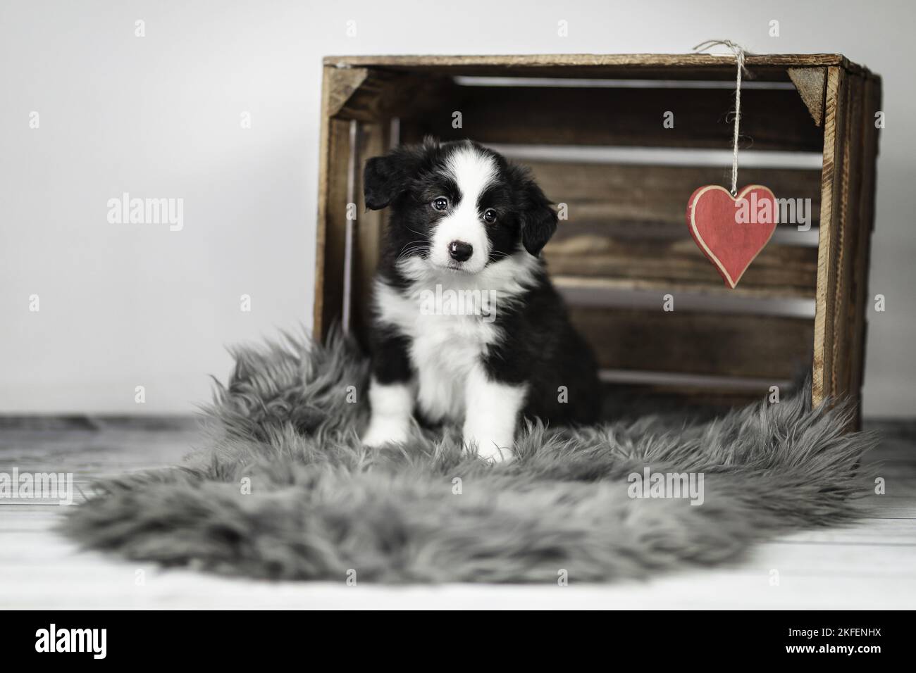 Border collie puppy box hi-res stock photography and images - Alamy