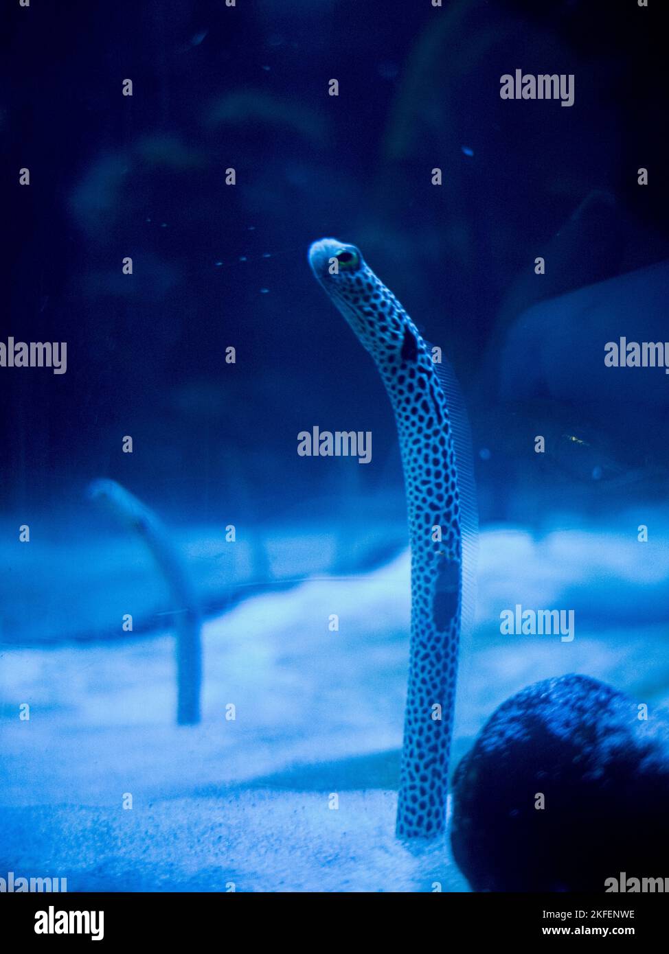 Fish coming out of the sand camouflaging themselves in algae for ...