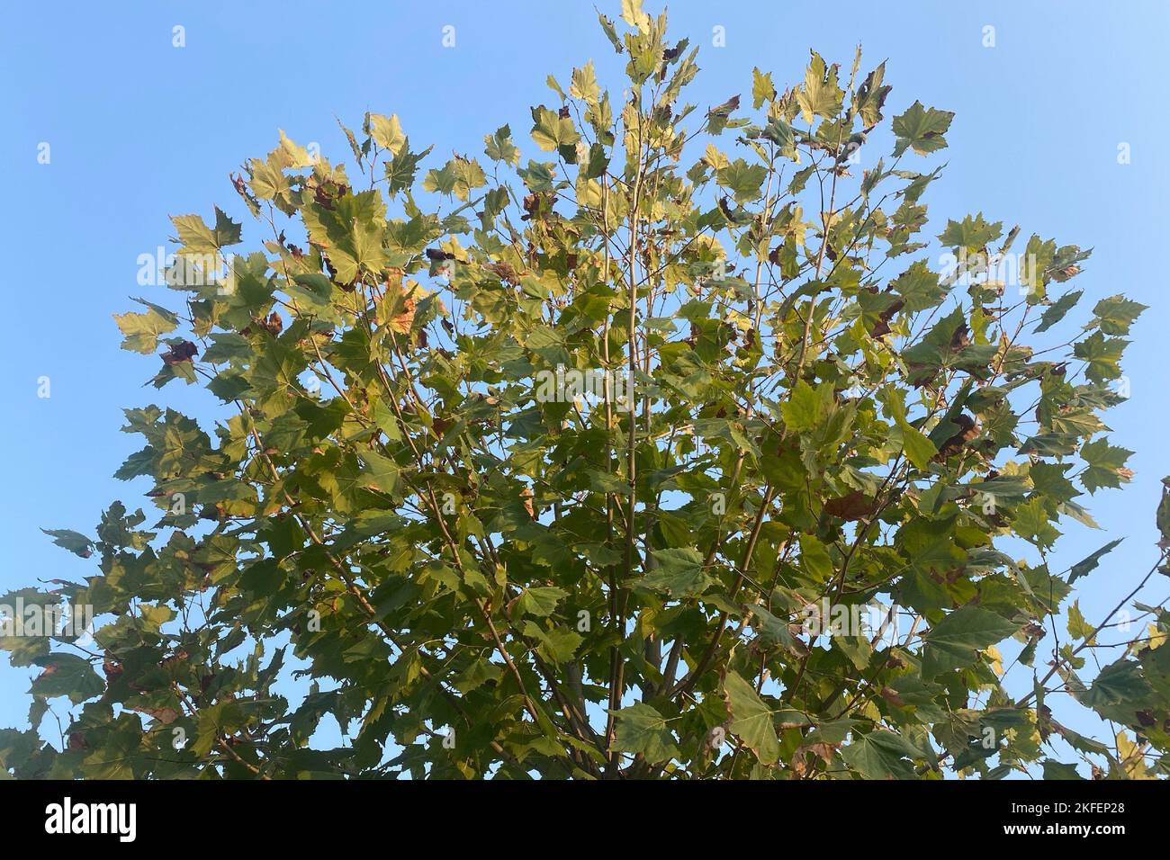 Beautiful Platanus acerifolia (hybrid plane) tree leaves background ...