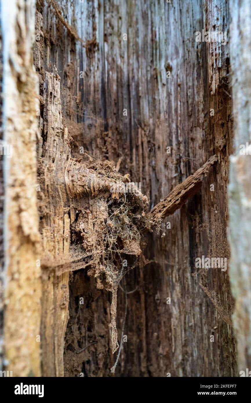 A closeup of a damaged tree trunk, a vertical shot Stock Photo - Alamy
