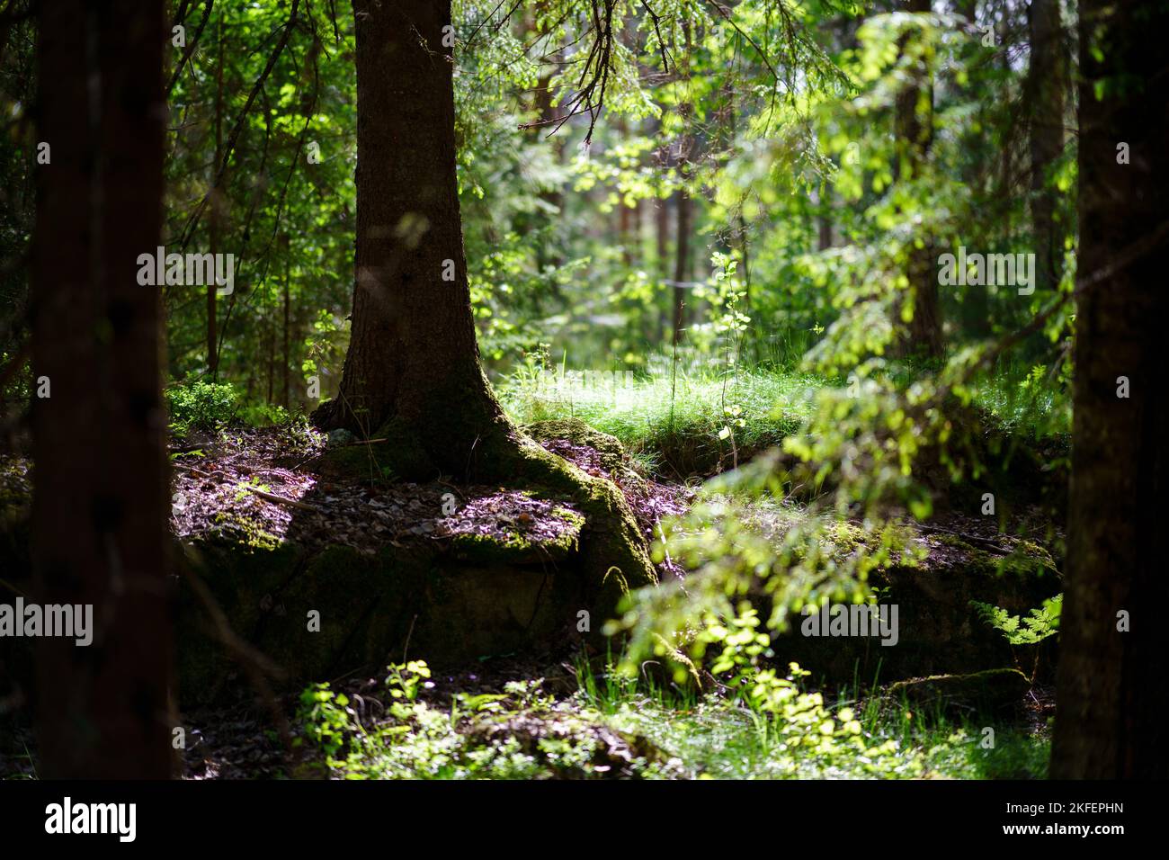 A scenic shot of a green forest against the blurred background Stock ...