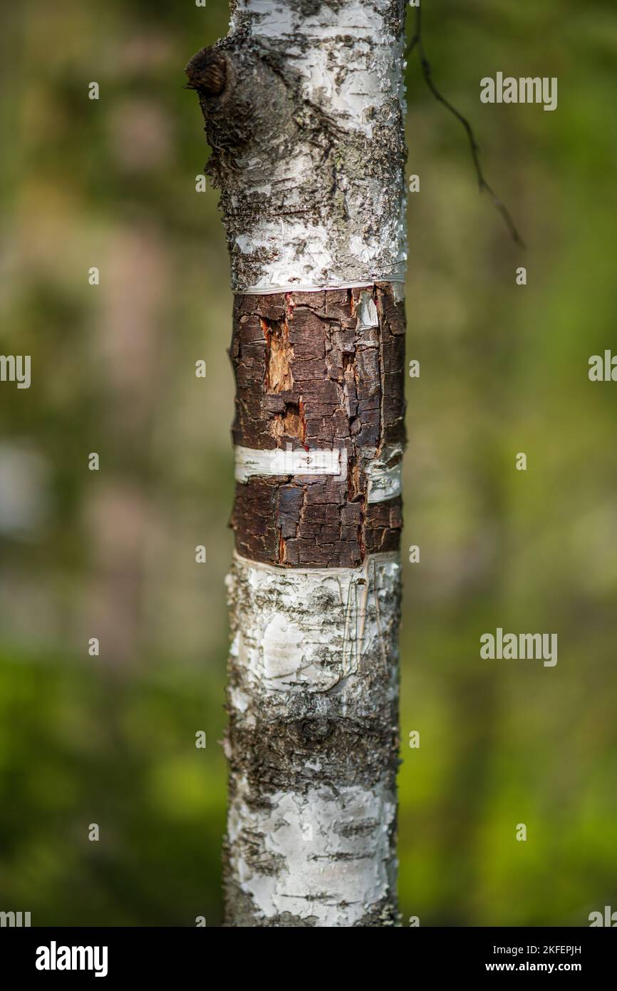 A closeup of a tree trunk against the blurred background, a vertical ...