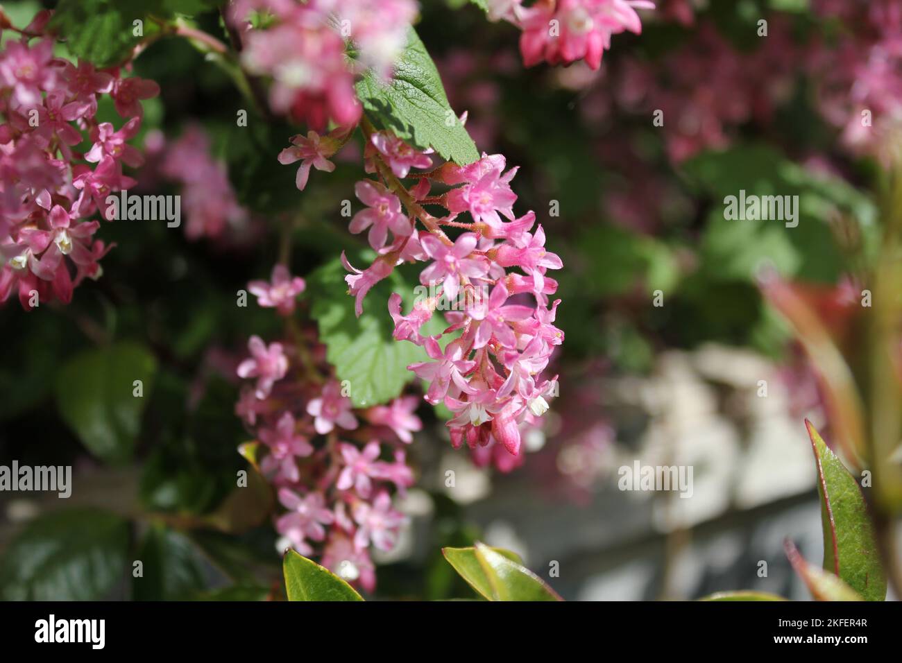 Close-up Pink Summer Flowers in Oxford, U.K Stock Photo - Alamy