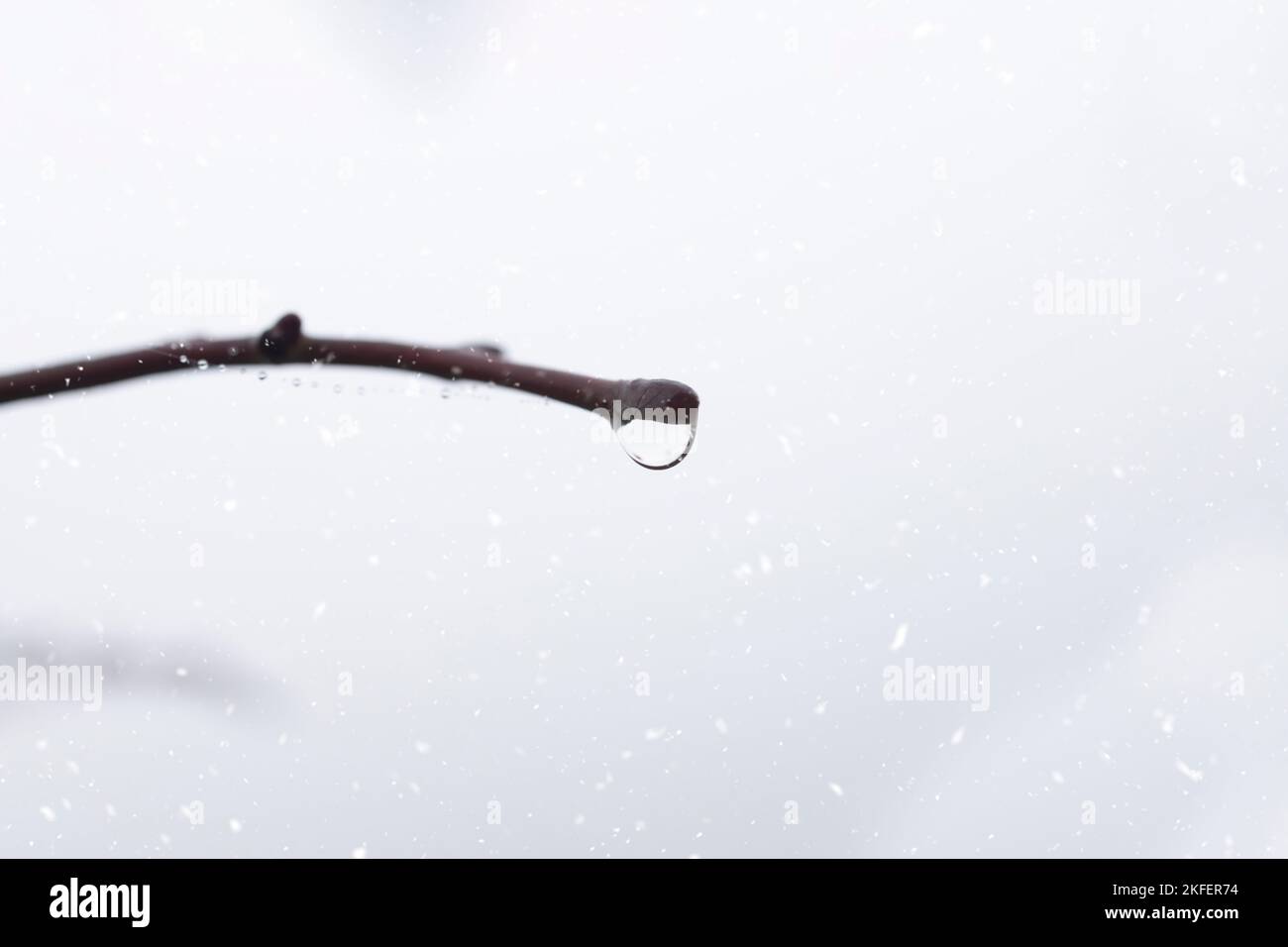 A droplet forming on a branch during a snowfall Stock Photo - Alamy