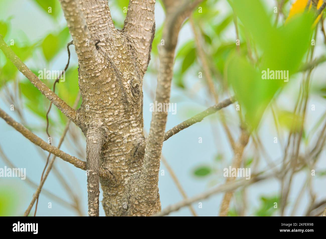 Rough jagged surface hi-res stock photography and images - Alamy