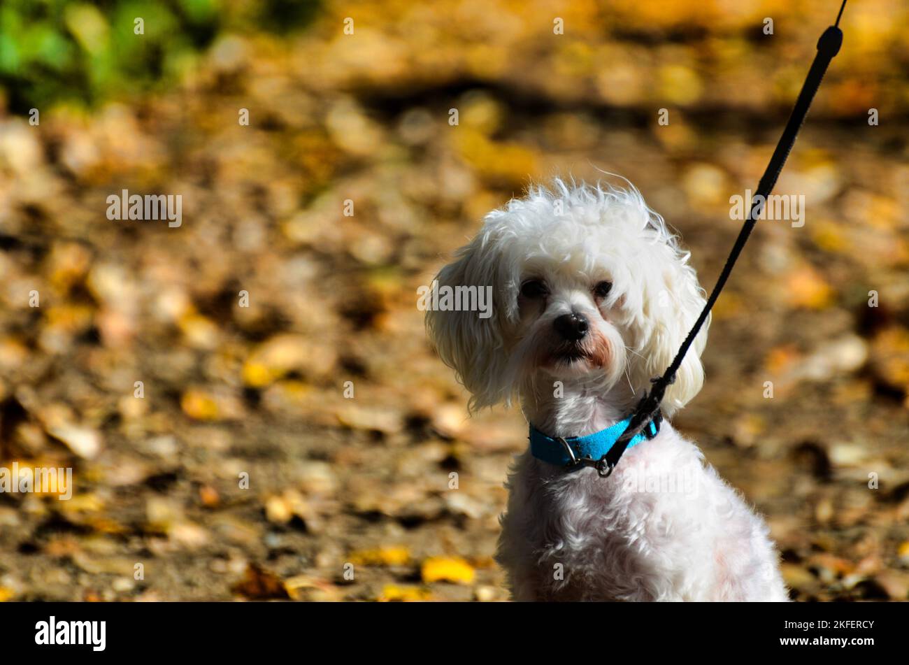 A beautiful closeup of Bichon Frise dog breed in the forest Stock Photo ...