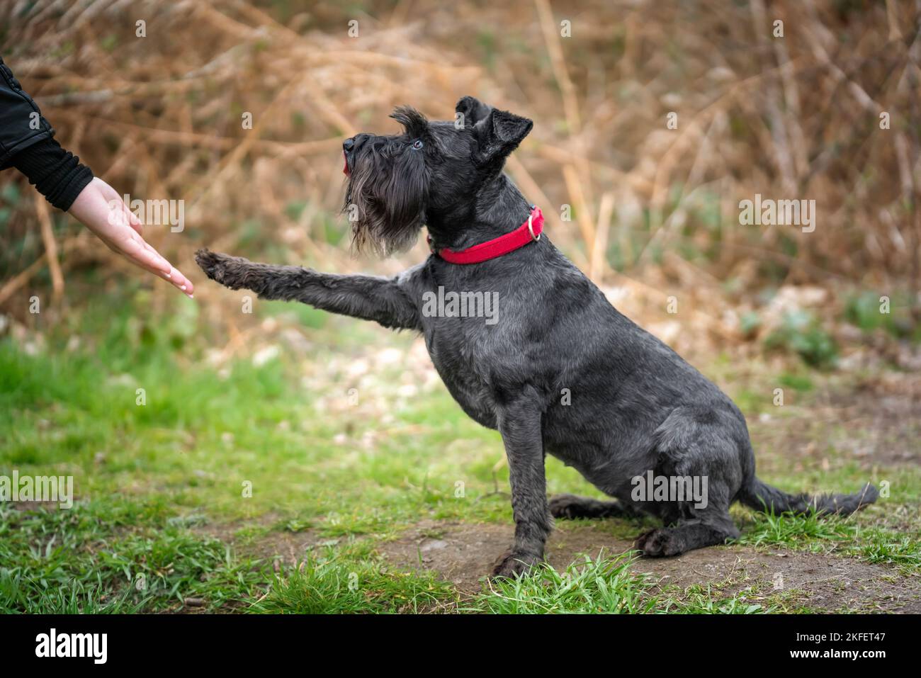 Miniature Schnauzer with a red collar giving paw and looking up very ...