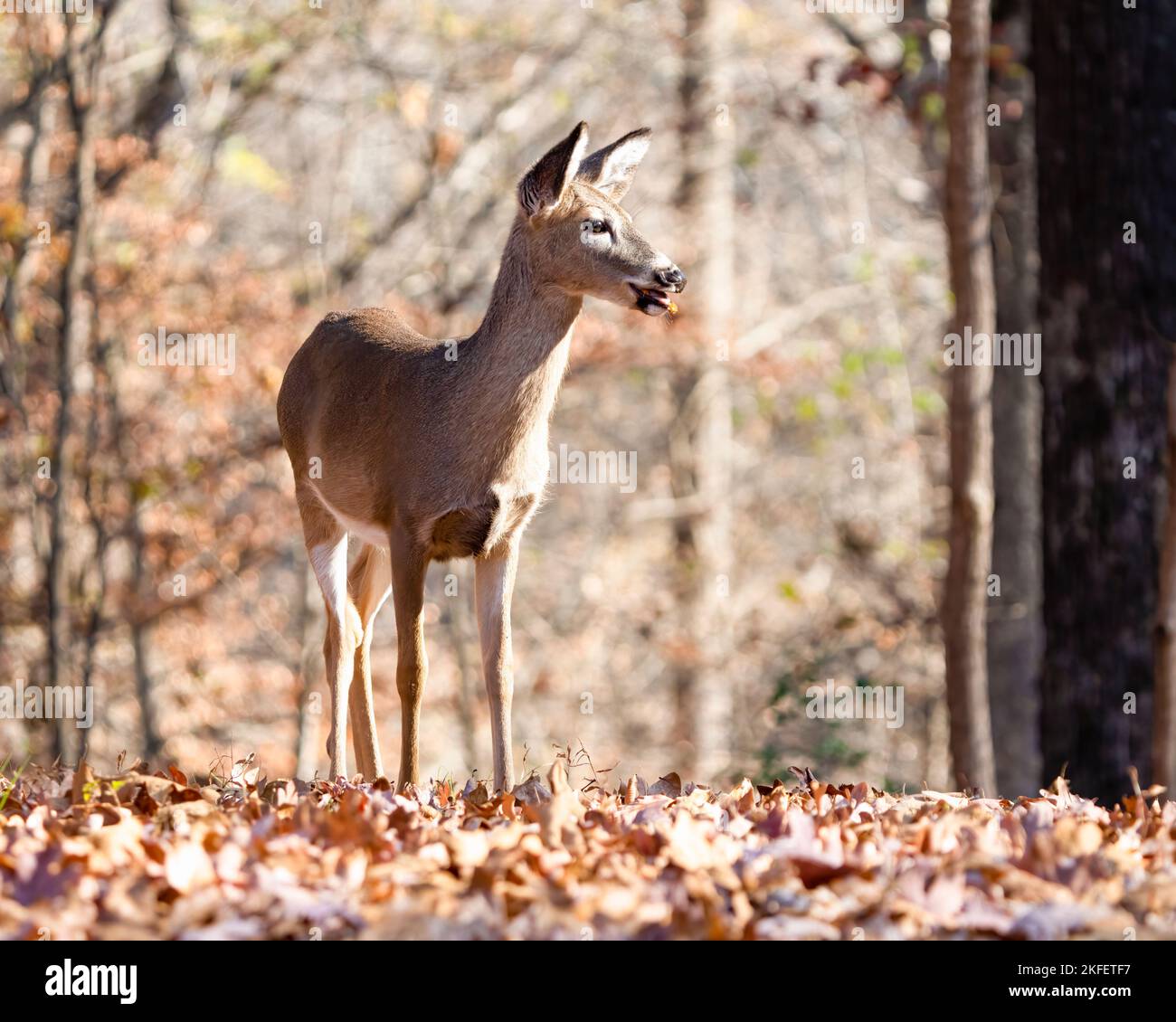Deer eating acorns hi-res stock photography and images - Alamy