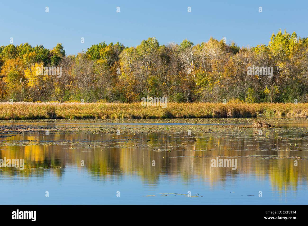 Scenic forest during autumn hi-res stock photography and images - Alamy