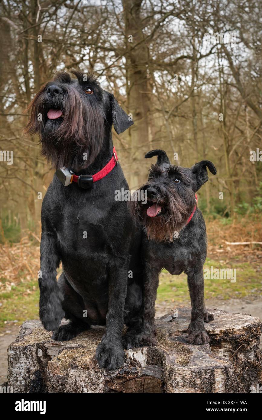 Large Black Schnauzer and a miniature Schnauzer on a tree stump looking ...