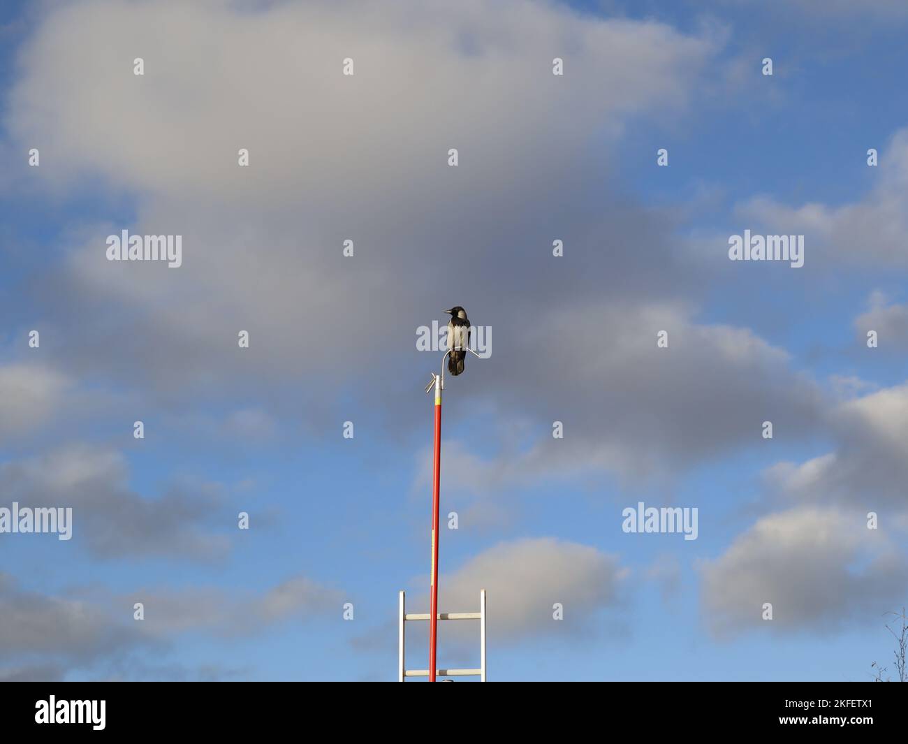 Raven stick hi-res stock photography and images - Alamy