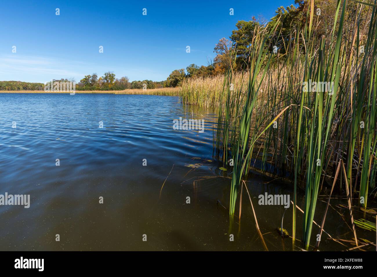 A scenic lake in the woods with cattails during autumn Stock Photo - Alamy