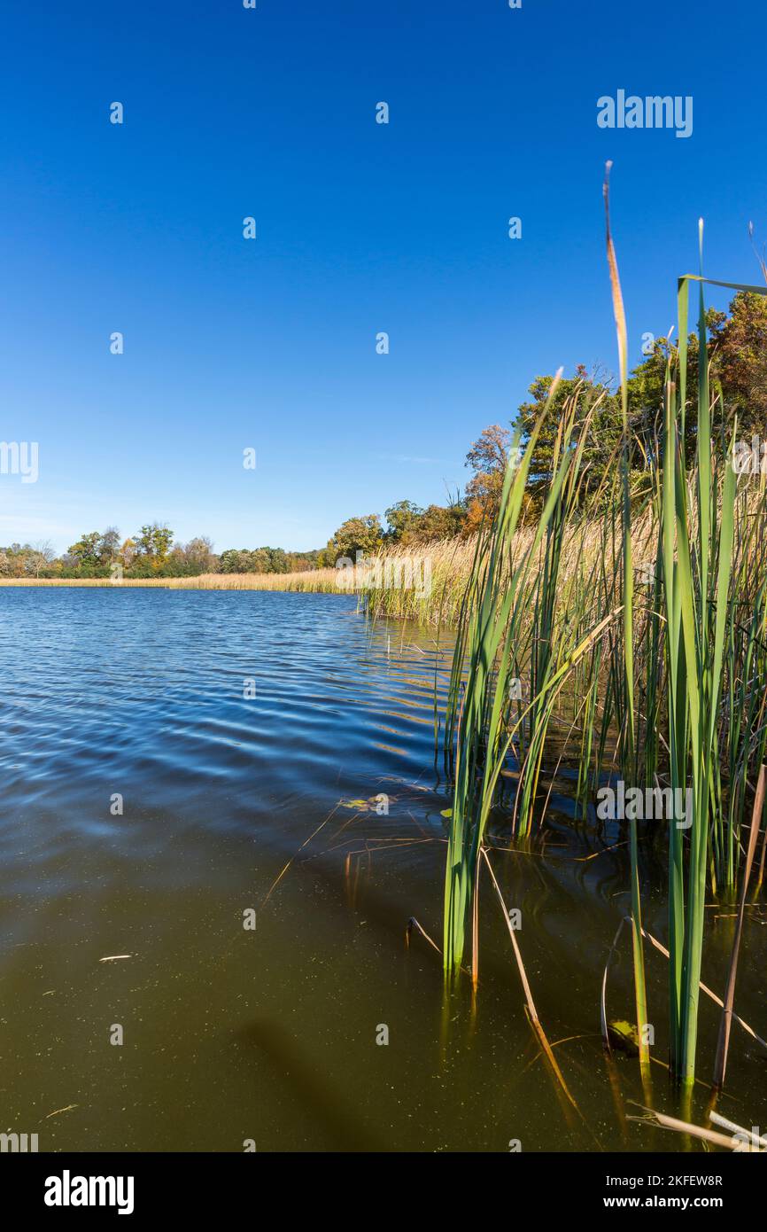 A scenic lake in the woods with cattails during autumn Stock Photo - Alamy