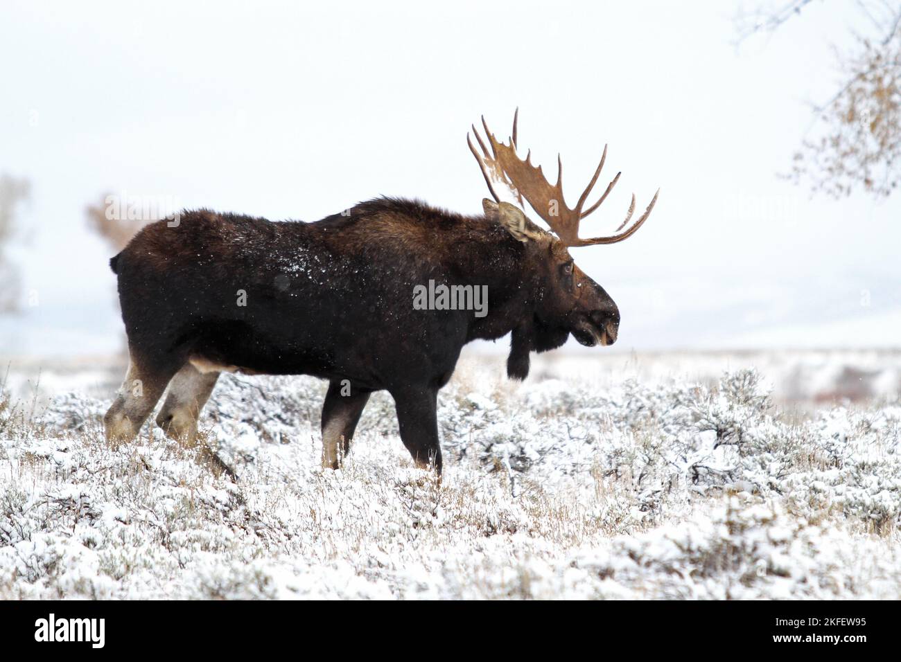 A beautiful shot of a moose in a snowy field Stock Photo - Alamy