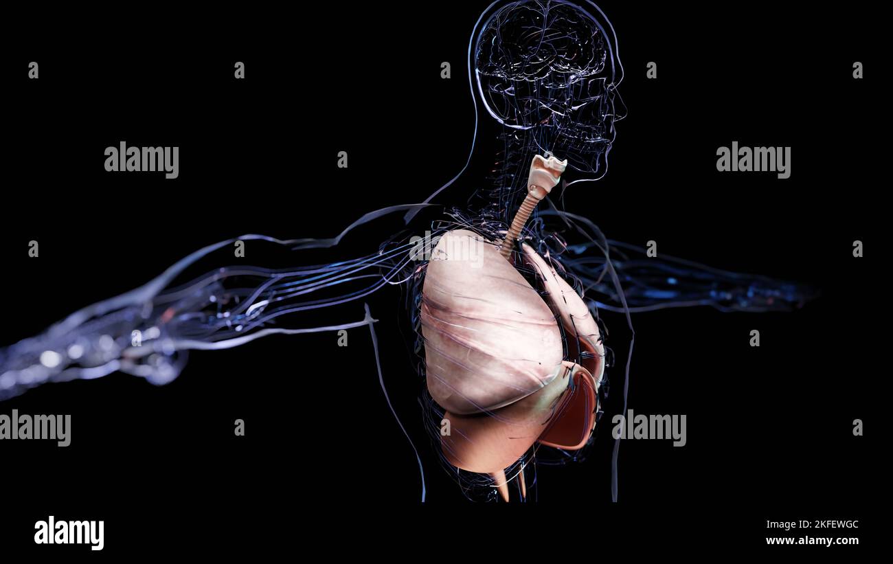 Human Respiratory System Lungs Anatomy Animation Concept Visible Lung Pulmonary Ventilation
