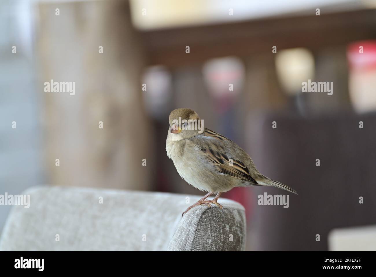 Sparrow and chair hi-res stock photography and images - Alamy
