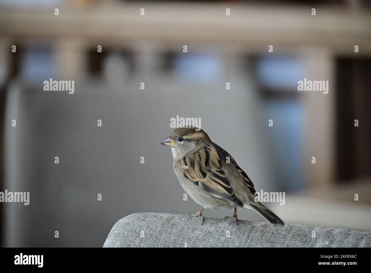 Sparrow and chair hi-res stock photography and images - Alamy