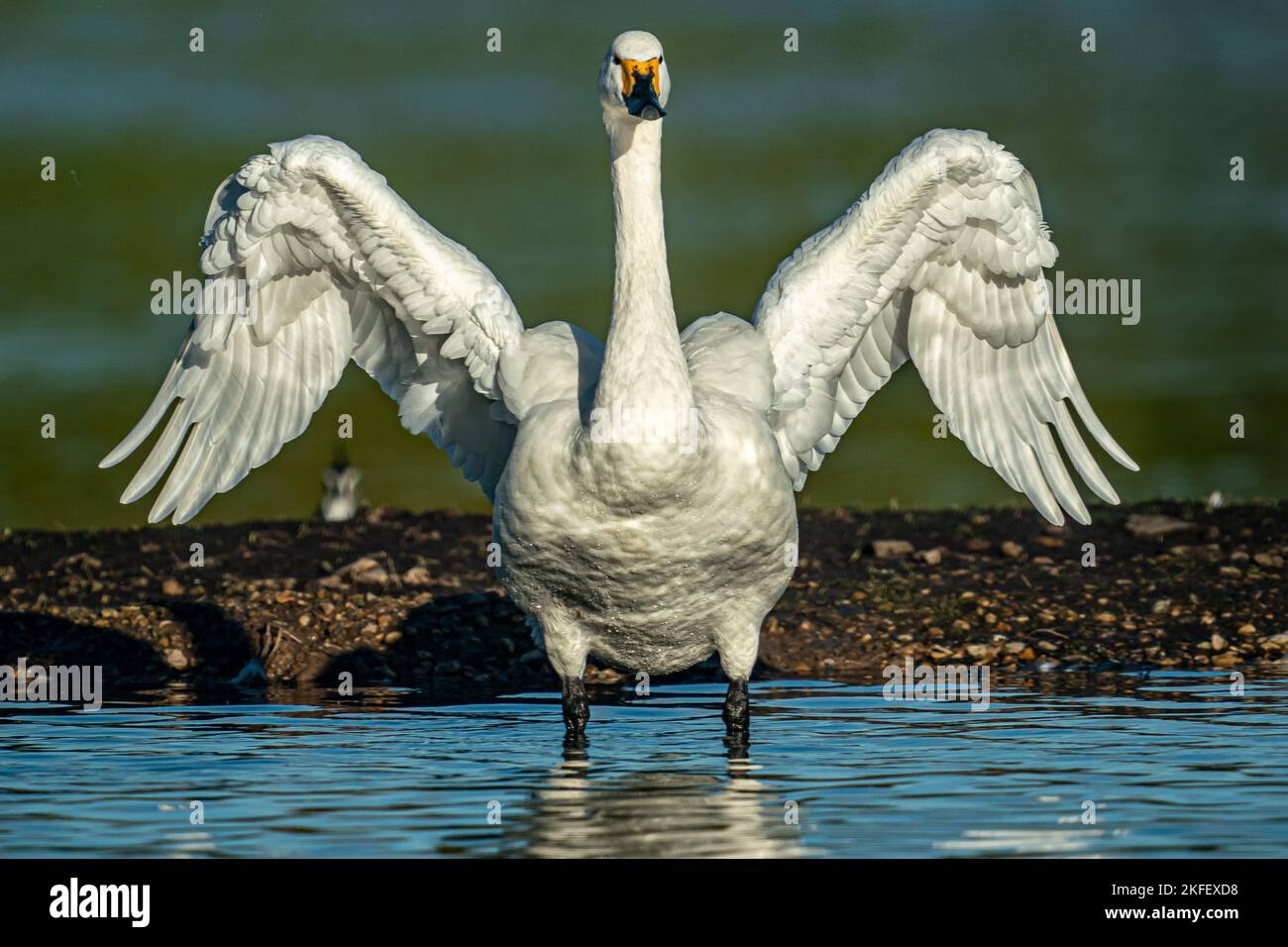 Bewick's Swans arrive at Slimbridge Wetland Centre, Gloucestershire ...