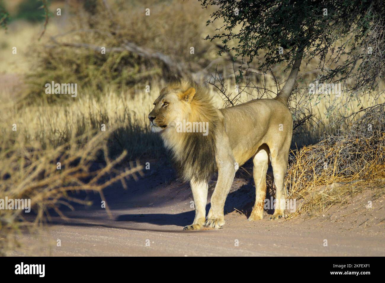 A beautiful male lion in Central Kalahari National Park, Botswana Stock ...