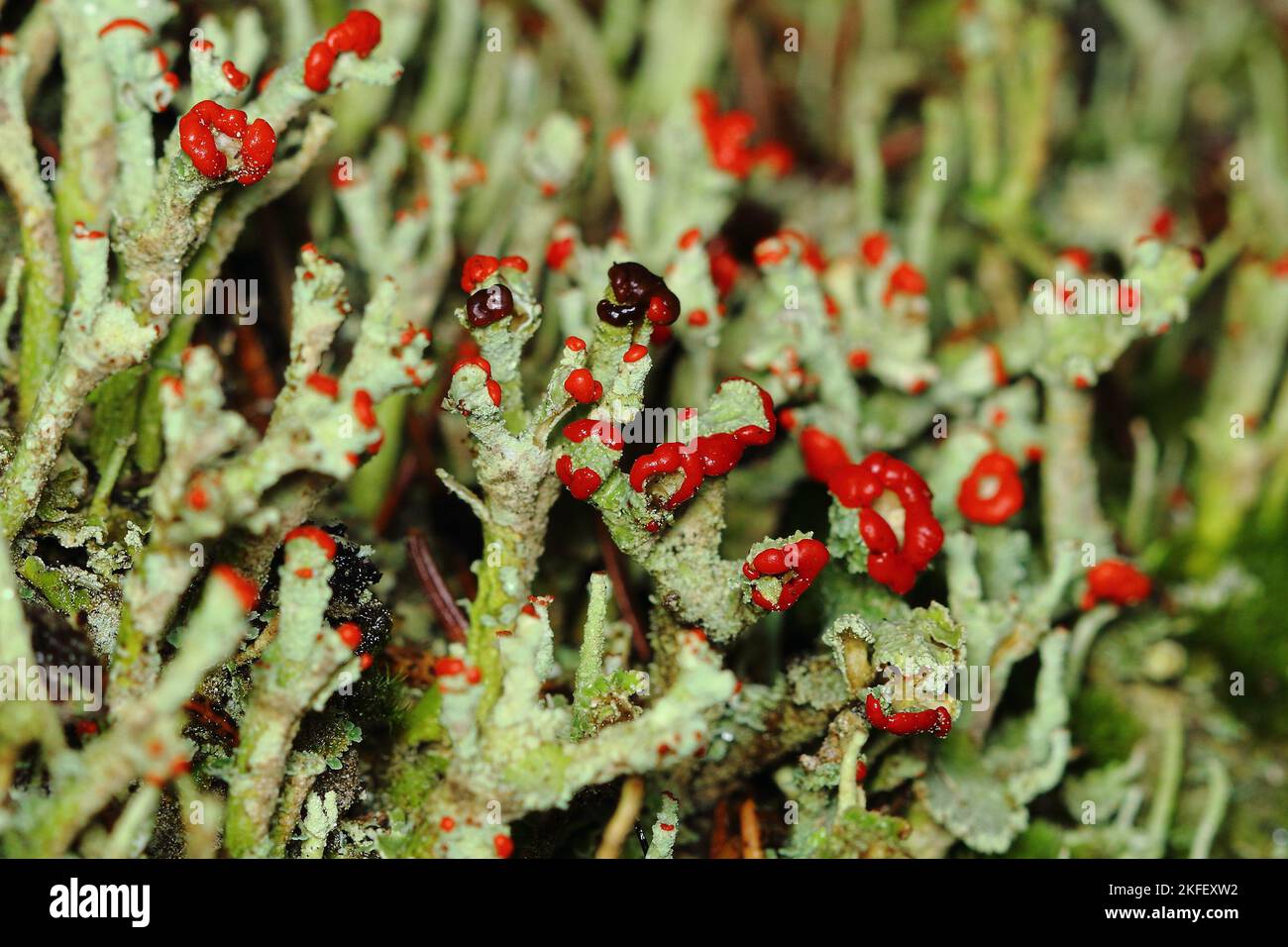 The madame's cup lichen (Cladonia coccifera) growth in a natural ...