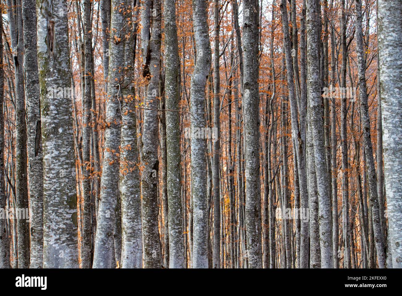 Straight stem hi-res stock photography and images - Alamy