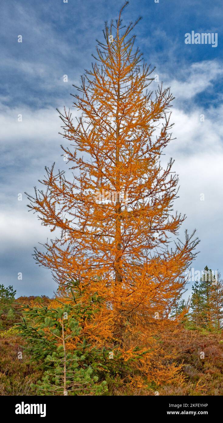 Larch tree wood texture hi-res stock photography and images - Alamy