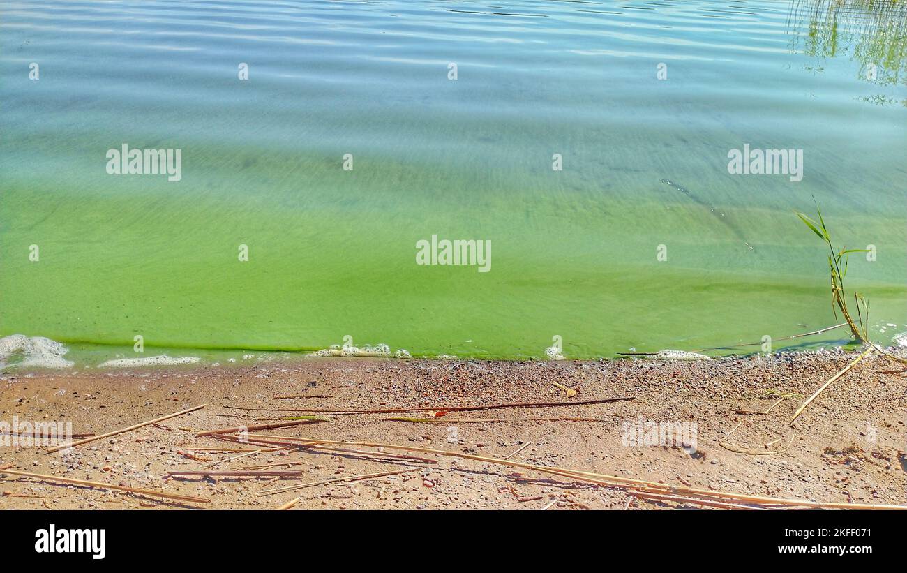 Aquatic bacteria microscope hi-res stock photography and images - Alamy