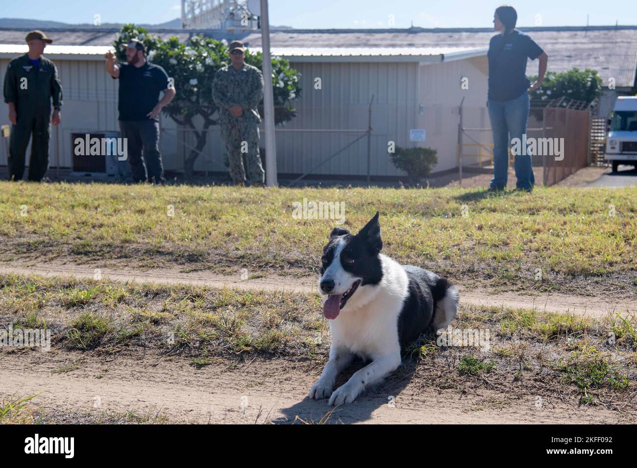 Bird hazing dog hi-res stock photography and images - Alamy