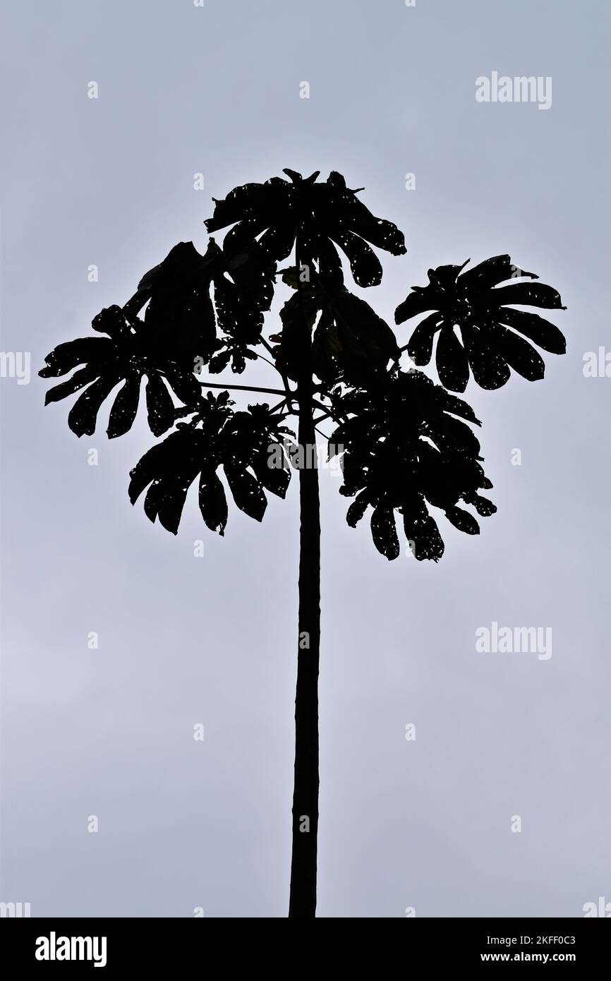 Snakewood tree hi-res stock photography and images - Alamy