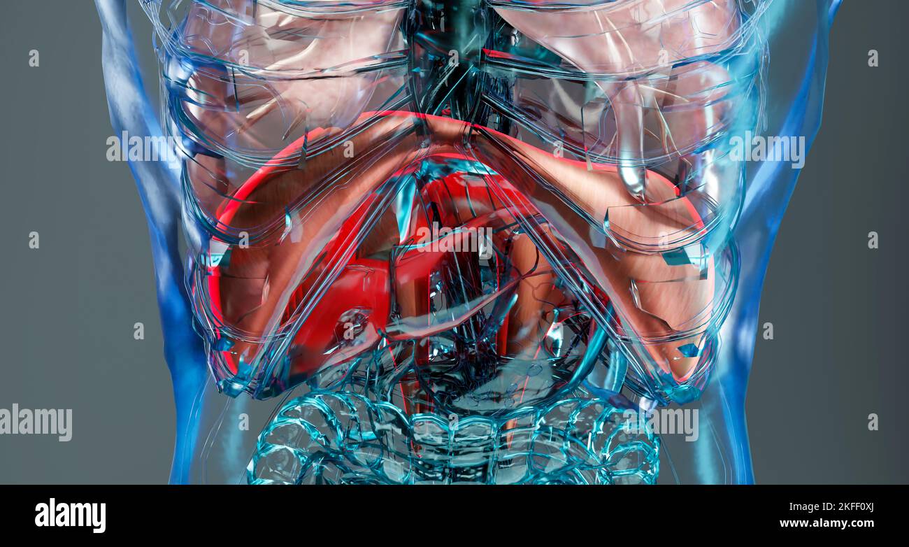 Human Respiratory System Lungs Anatomy Animation Concept. visible lung ...