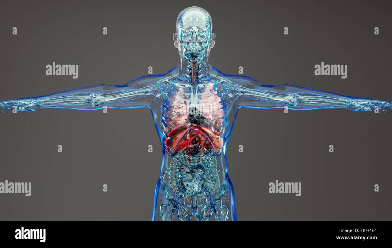 Human Respiratory System Lungs Anatomy Animation Concept. visible lung ...