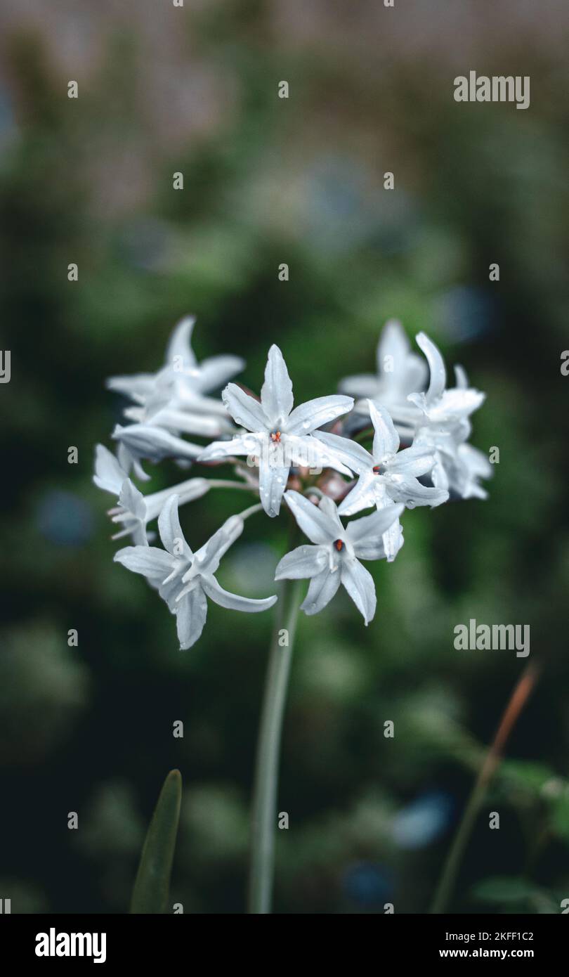 Hazy morning with a white flower Stock Photo - Alamy