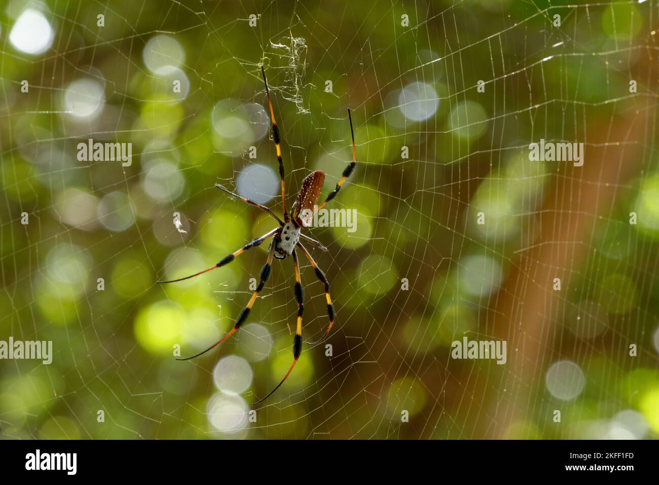 Florida Banana Spider Stock Photo - Alamy