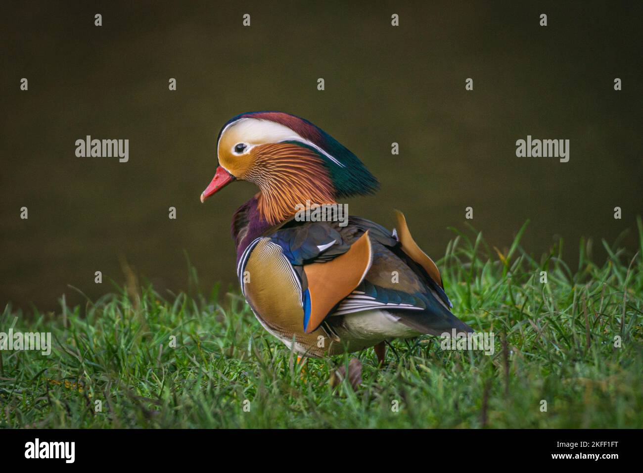A selective focus of a Mandarin duck on grass Stock Photo - Alamy
