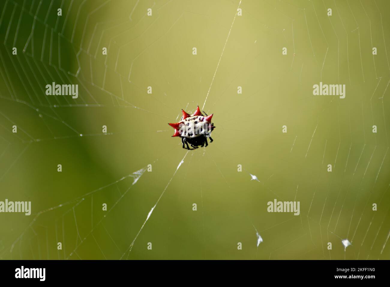 Spider with spiny legs hi-res stock photography and images - Alamy