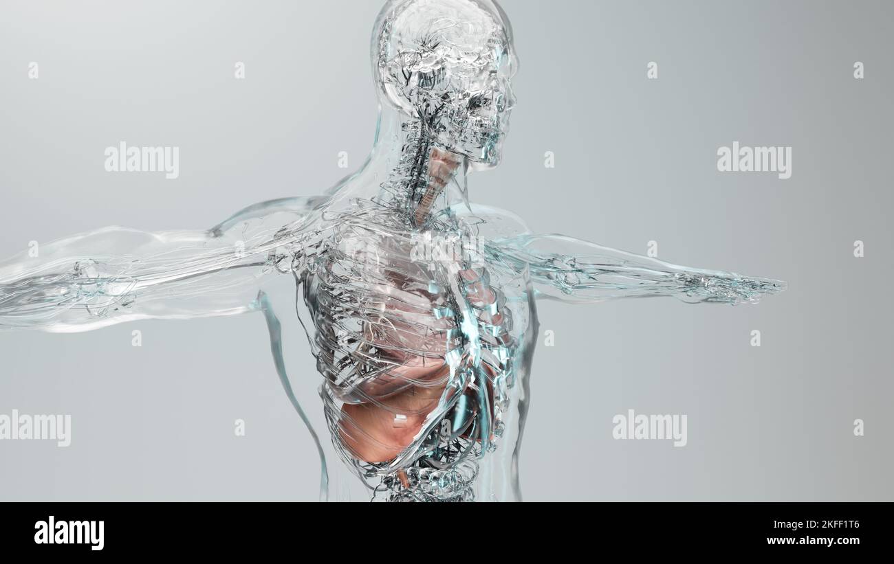 Human Respiratory System Lungs Anatomy Animation Concept. visible lung ...