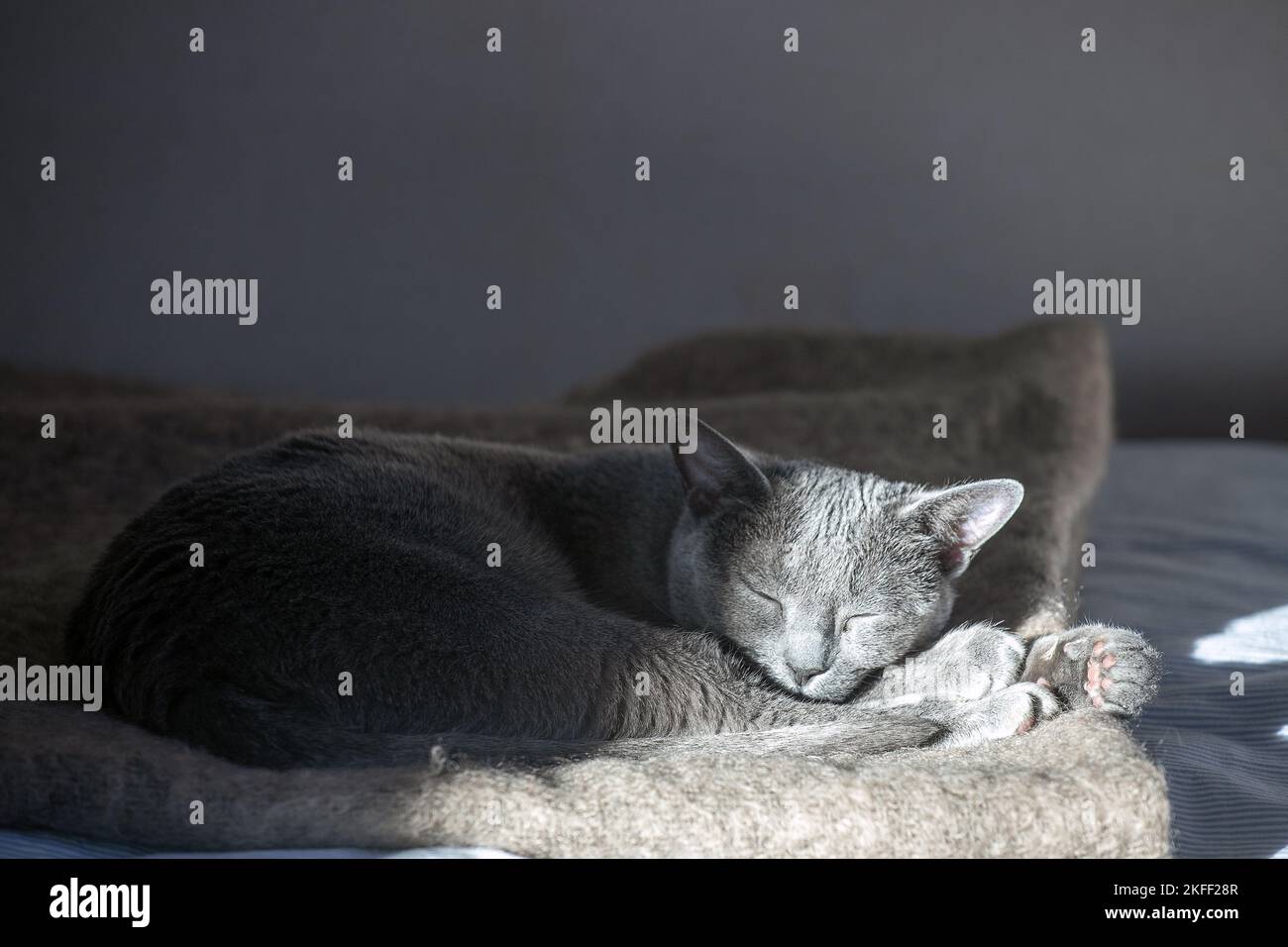 Russian blue cat inside the house photo: Bo arrhed Stock Photo - Alamy