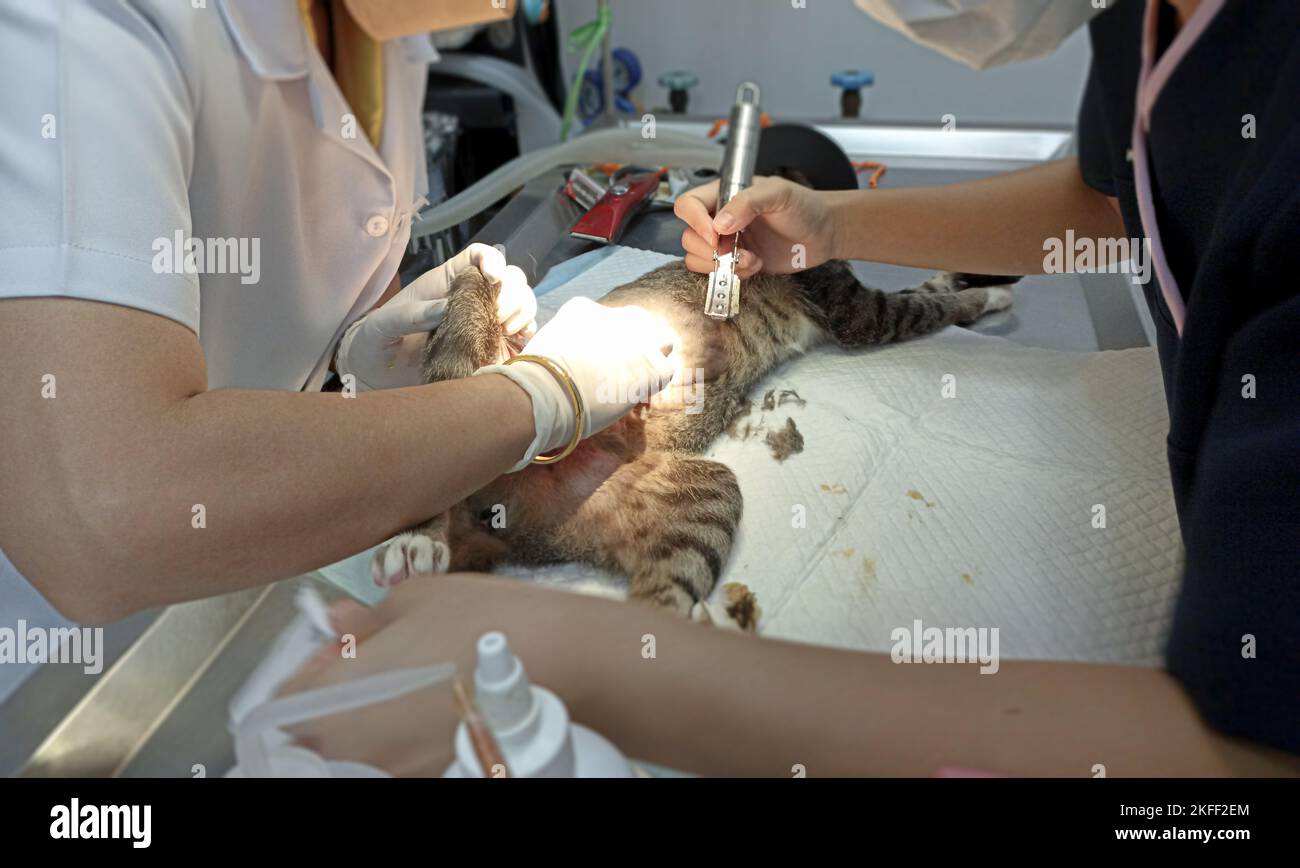 Doing a surgery hi-res stock photography and images - Alamy